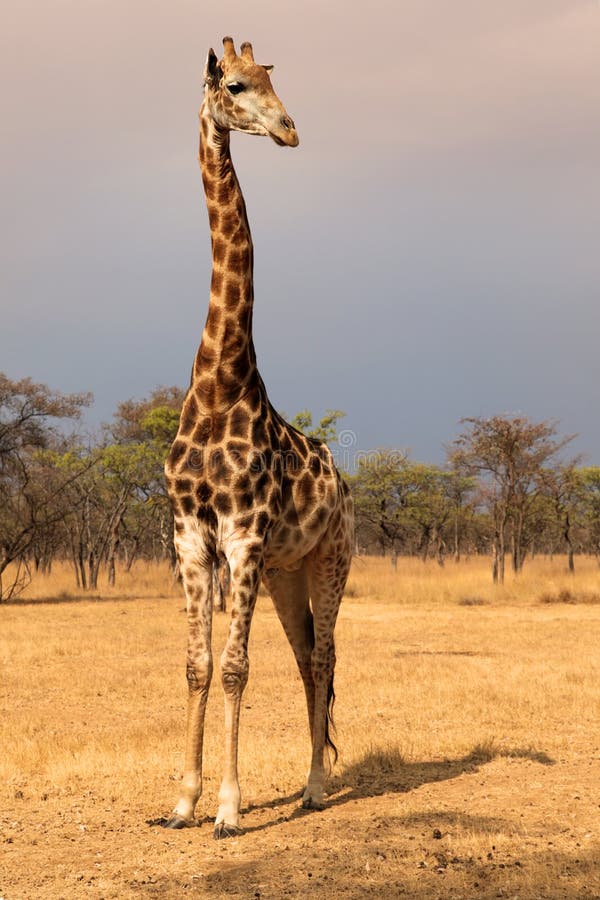 Girafa imagem de stock. Imagem de animal, fundo, olhar - 34041209