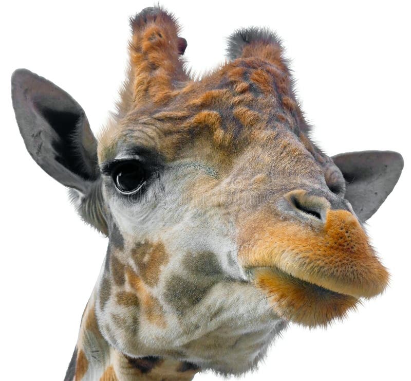 Girafa cara foto de archivo. Imagen de herbivoro, boca - 270237262