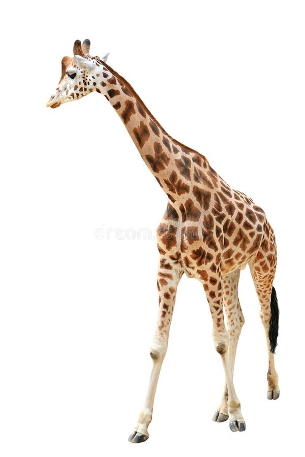 Girafa De Passeio Isolado No Branco Foto de Stock - Imagem de daylight ...