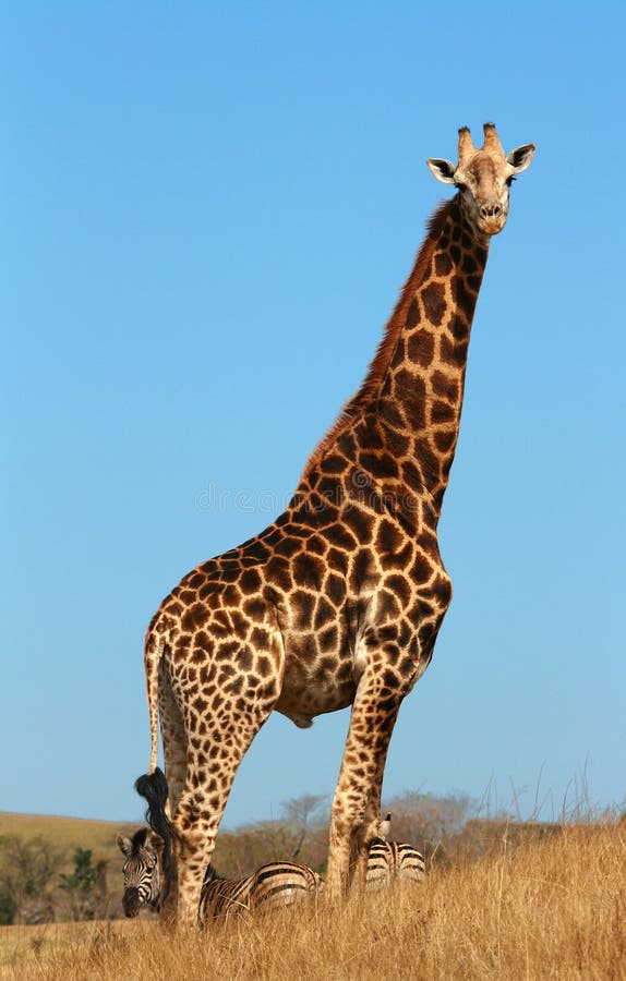 Girafa E Zebra No Parque Do Safari Foto de Stock - Imagem de zebra ...