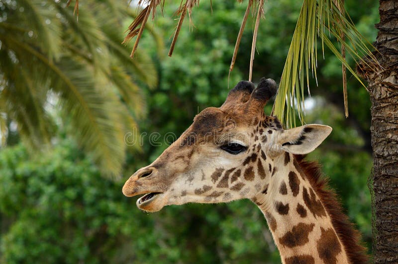 GIRAFA QUE COME O RETRATO DAS PLANTAS Foto de Stock - Imagem de chifres ...