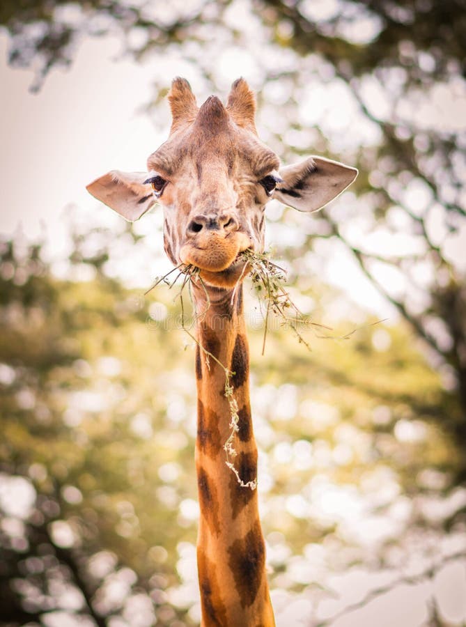 Girafa foto de stock. Imagem de gazela, chifre, marrom - 226459690