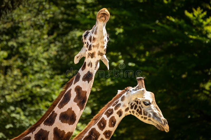 Photos de Accouplement De Girafe - Photos de stock gratuites et libres ...
