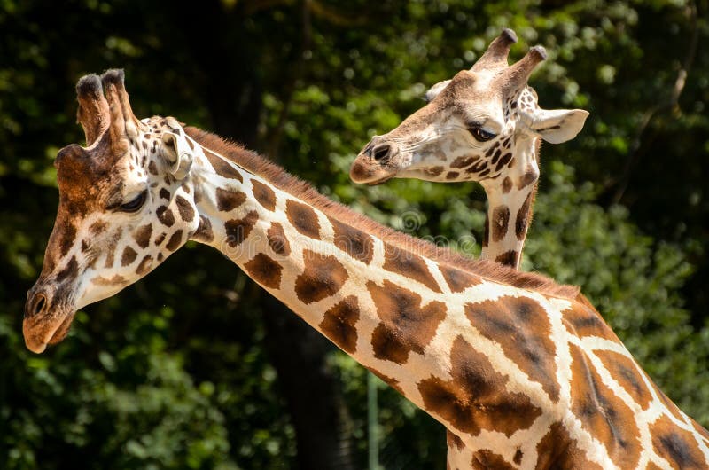 Accouplement De Girafe Photos Stock - Téléchargez 32 Photos libres de ...