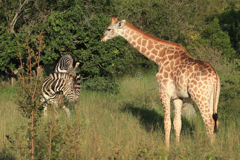 Accouplement de girafe image stock. Image du national - 31420521