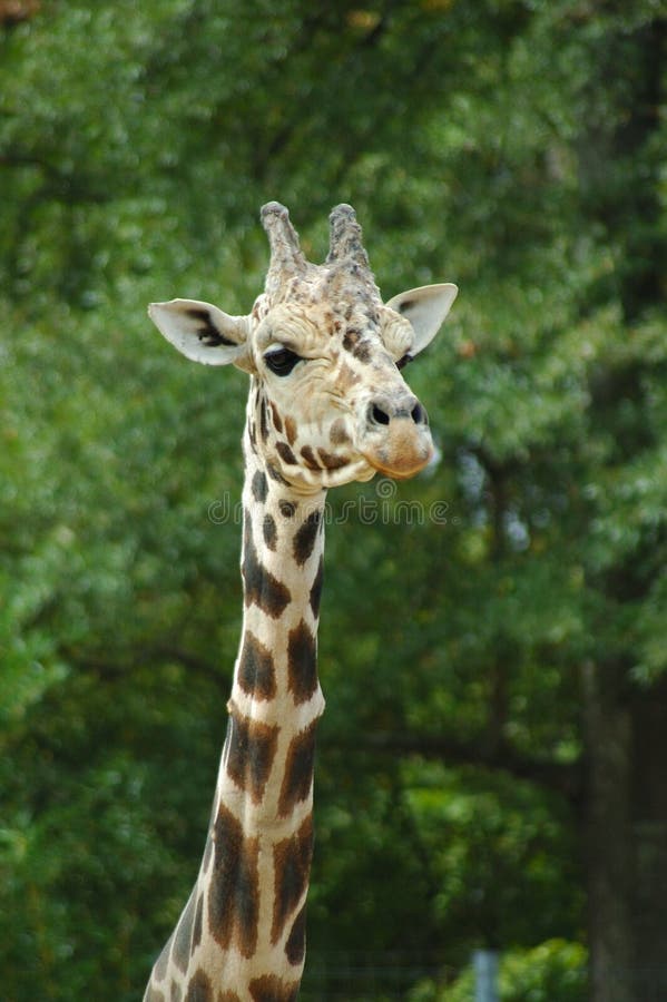 Girafe head and neck stock image. Image of head, horns - 6743657