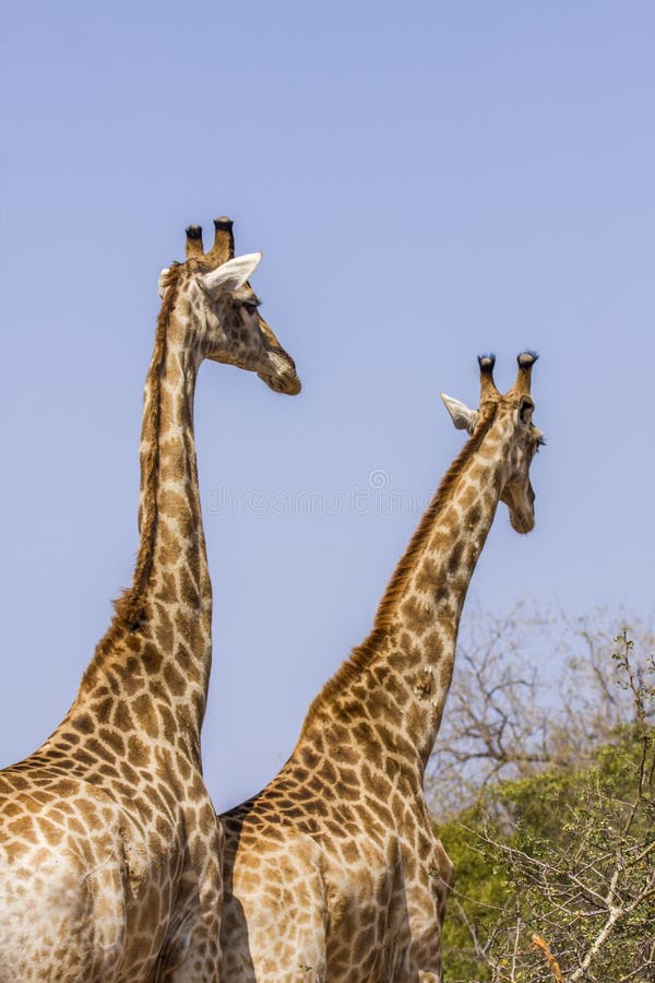 Accouplement de girafe image stock. Image du stationnement - 31420521