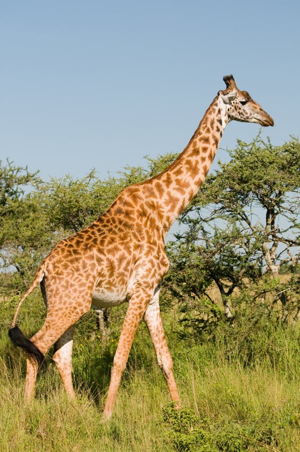Giraff fotografering för bildbyråer. Bild av camelopardalis - 16241869