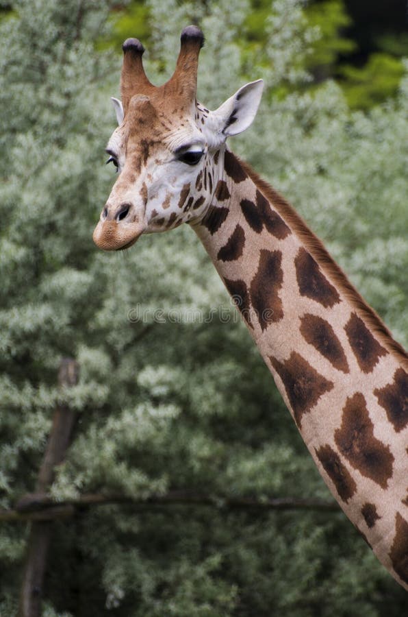 Giraff fotografering för bildbyråer. Bild av giraff, natur - 31658053