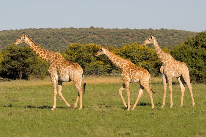 Giraff 3 arkivfoto. Bild av giraff, angus, natur, afrika - 38295334