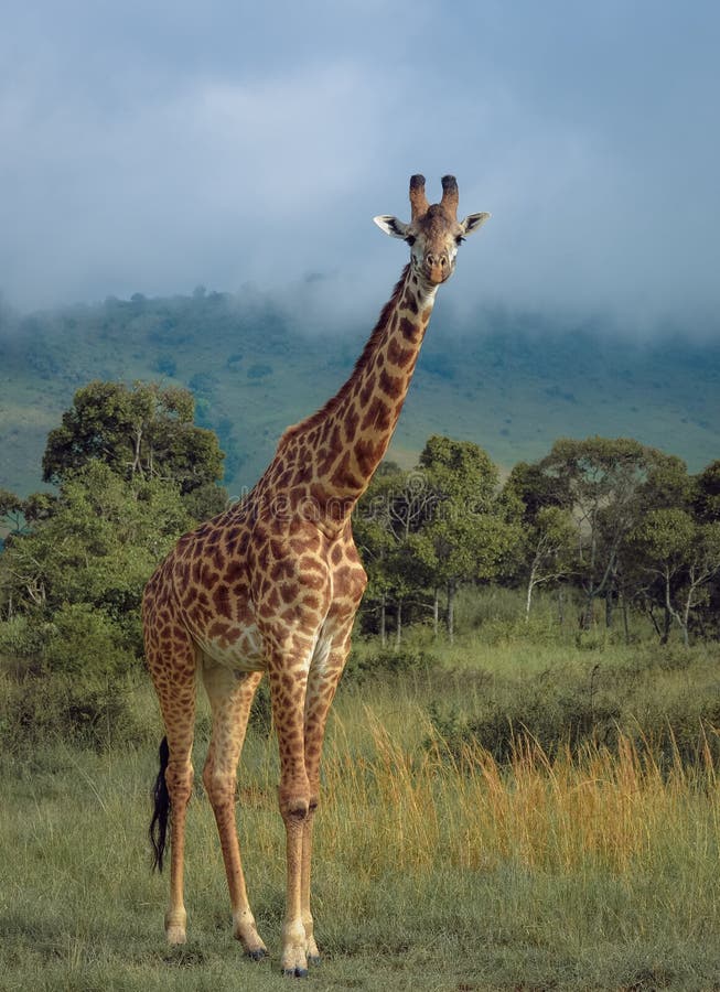 Giraff - Guld- Modeller Och Sun Fotografering för Bildbyråer - Bild av ...