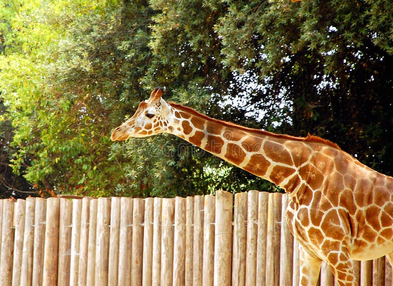 Giraff Bild. Bild: 5630744