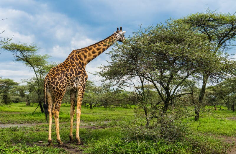 Giraff fotografering för bildbyråer. Bild av träd, djurliv - 67289137