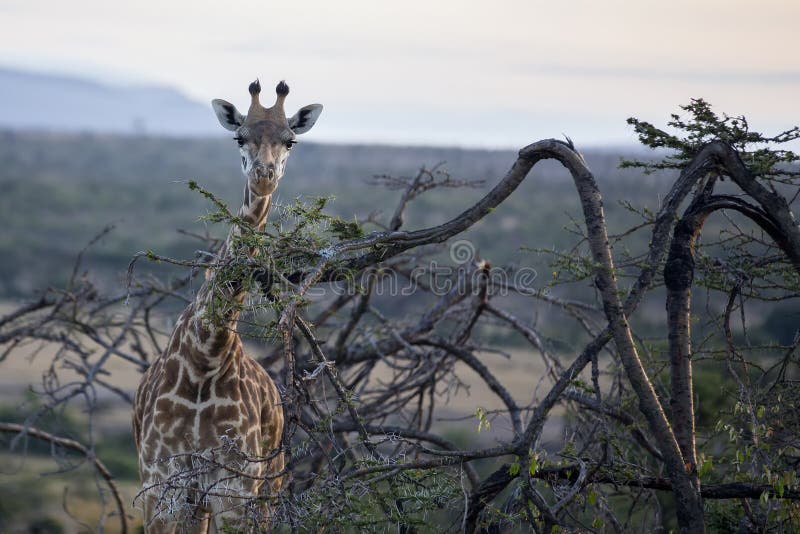 Giraff arkivfoto. Bild av bakgrund, natur, savann, akacia - 96438226