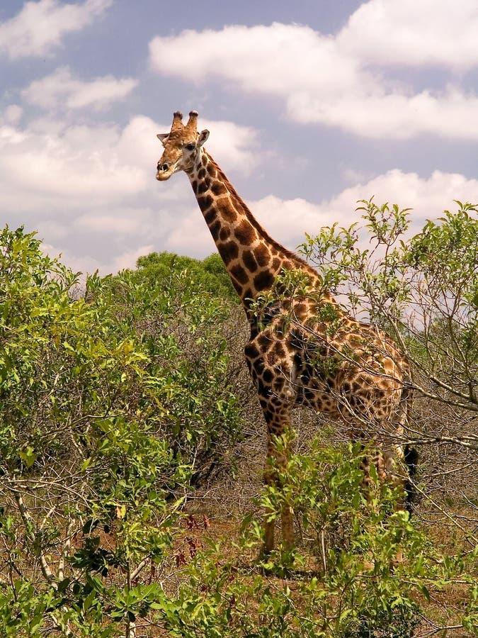 Giraffa immagine stock. Immagine di alto, fauna, camelopardo - 4841461
