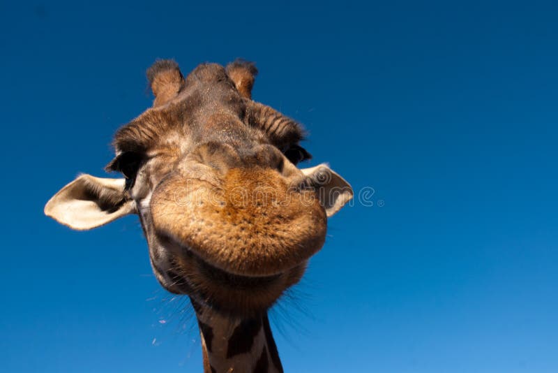 Giraffe 1 stock image. Image of giraffe, perspective - 23698115