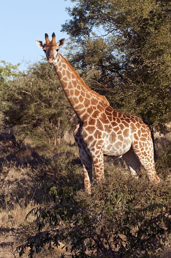 Giraffe stock photo. Image of safari, climate, south - 10409610