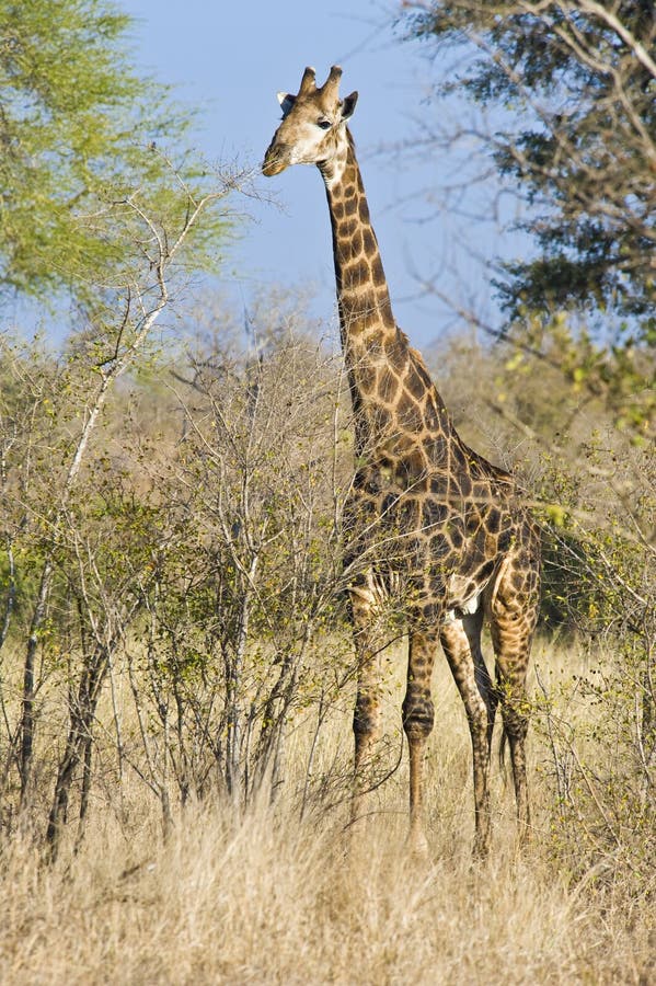 Giraffe in plain savanna stock image. Image of habitat - 10211769