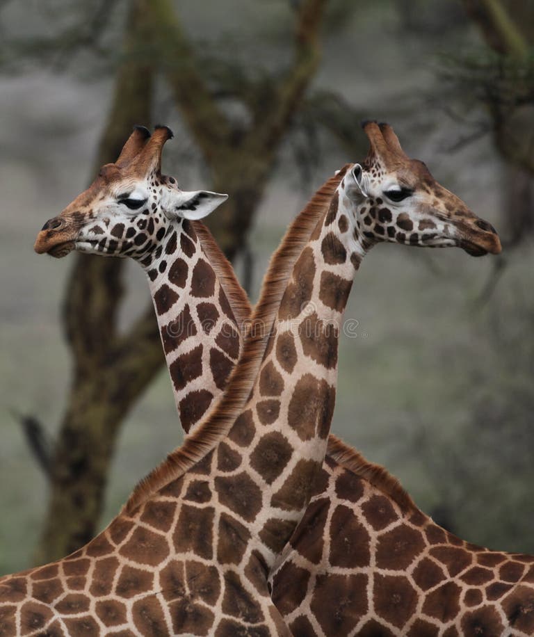 2,153 Giraffe Couple Stock Photos - Free & Royalty-Free Stock Photos ...