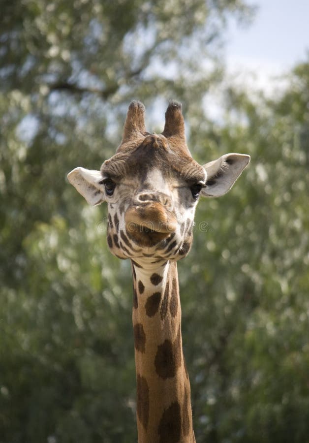 Giraffe stock photo. Image of jungle, giraffes, long - 11179880