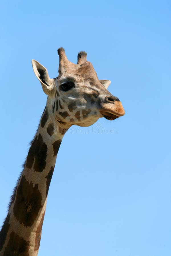 Giraffe stock photo. Image of giraffe, blue, wild, african - 11543848