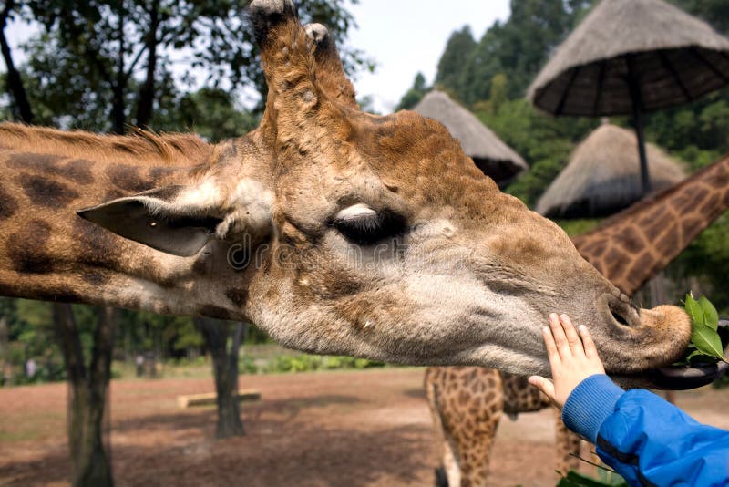 Giraffe stock photo. Image of sunshine, chinese, giraffes - 13195042