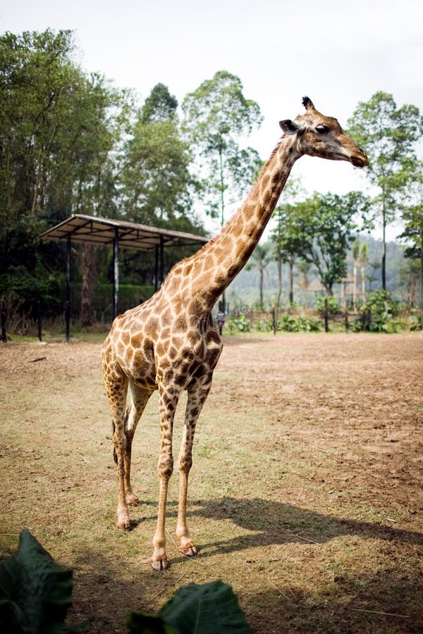 Chinese giraffe lantern stock image. Image of crafts - 73147745