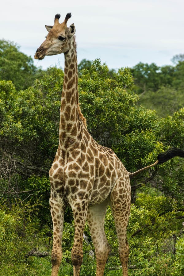 Giraffe Moving through the Dense Bushes. Stock Image - Image of animal ...