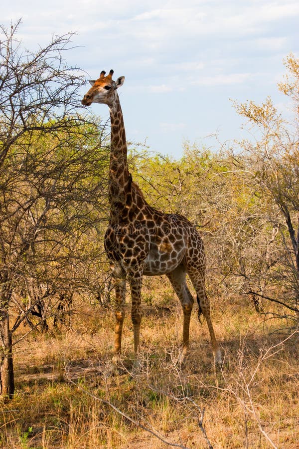 Giraffe stock photo. Image of long, tall, travel, hunting - 18994448