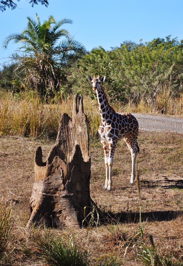 Giraffe stock image. Image of wildlife, african, summer - 19831449