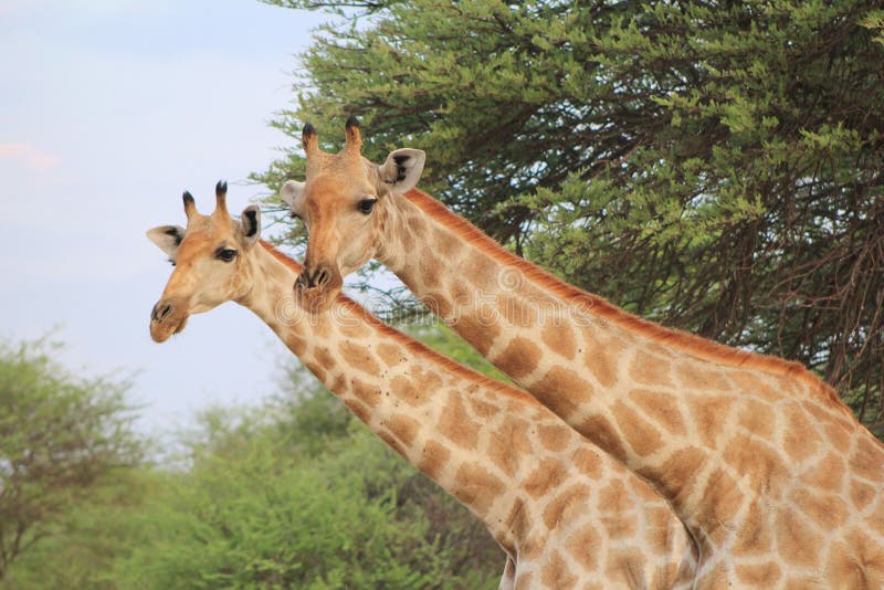 Giraffe Neck Vertebrae 2 Stock Photos - Free & Royalty-Free Stock ...