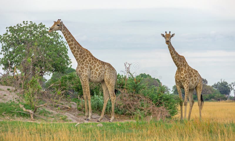 Two Giraffes Observe the Photographer. Stock Photo - Image of drive ...