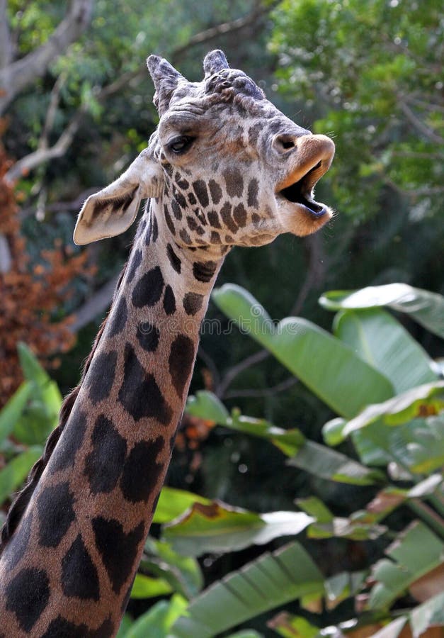 Giraffe Yawning stock image. Image of funny, nature, pattern - 20401617