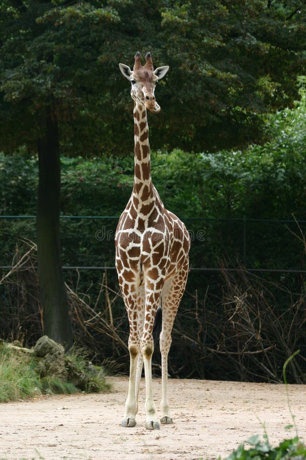Front view giraffe stock image. Image of animal, head, offspring - 706515