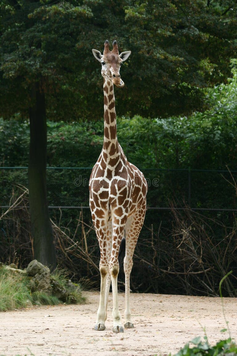 823 Front View Giraffe Stock Photos - Free & Royalty-Free Stock Photos ...