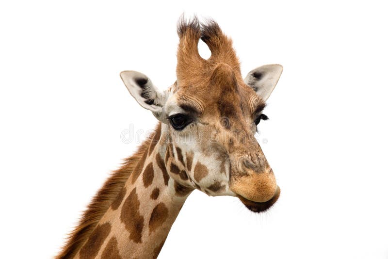 Donkey stock photo. Image of animal, blue, horse, farm - 2574342