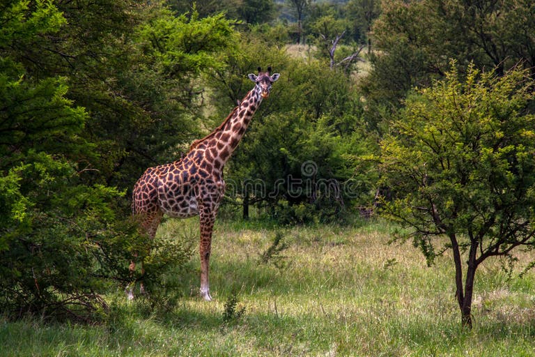 Giraffe Looking Sideways Stock Photos - Free & Royalty-Free Stock ...