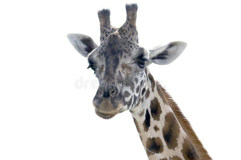 Giraffe with Funny Expression Stock Image - Image of shocked, comical ...