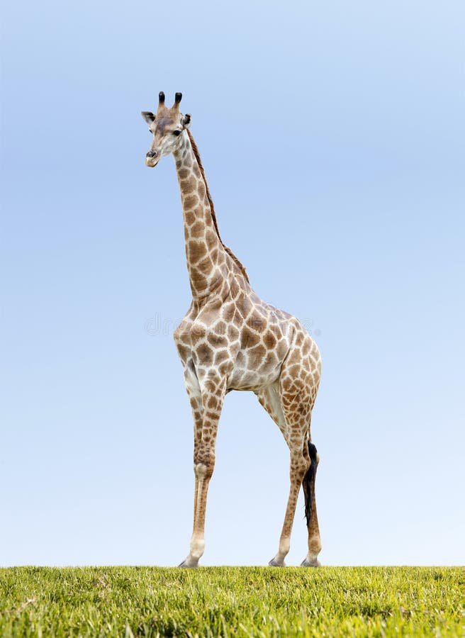Giraffe Isolated stock image. Image of camouflage, brindled - 25844591