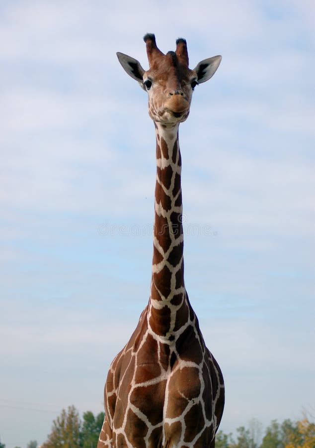 Behind of a giraffe stock photo. Image of wildlife, mammal - 1959928