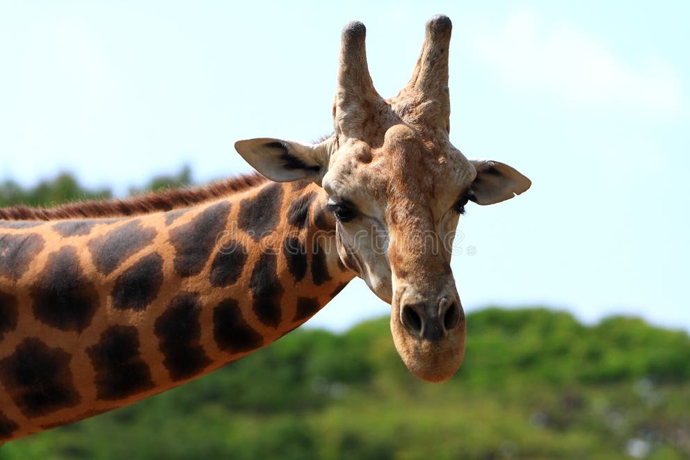 Giraffe stock image. Image of giraffe, bushes, long, flora - 5506587