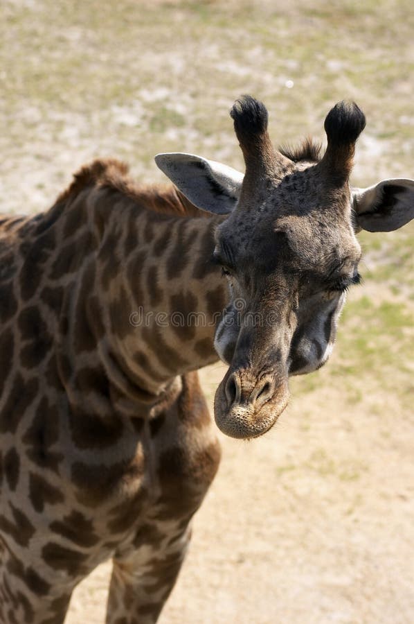 Free Animals (Wildlife) pictures, photos & images - Royalty-Free and ...