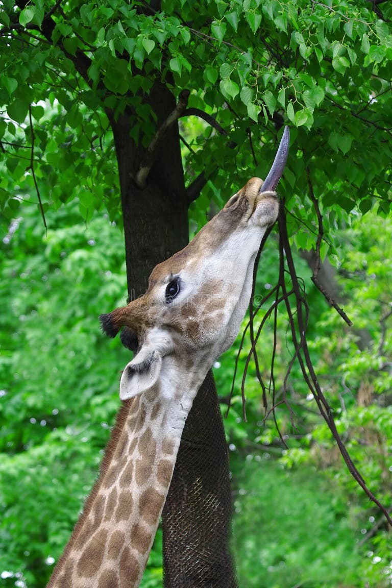 2,065 Giraffe Nature Life Background Stock Photos - Free & Royalty-Free ...