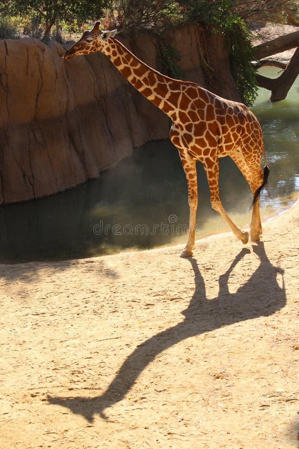 727 Giraffe Shadow Stock Photos - Free & Royalty-Free Stock Photos from ...