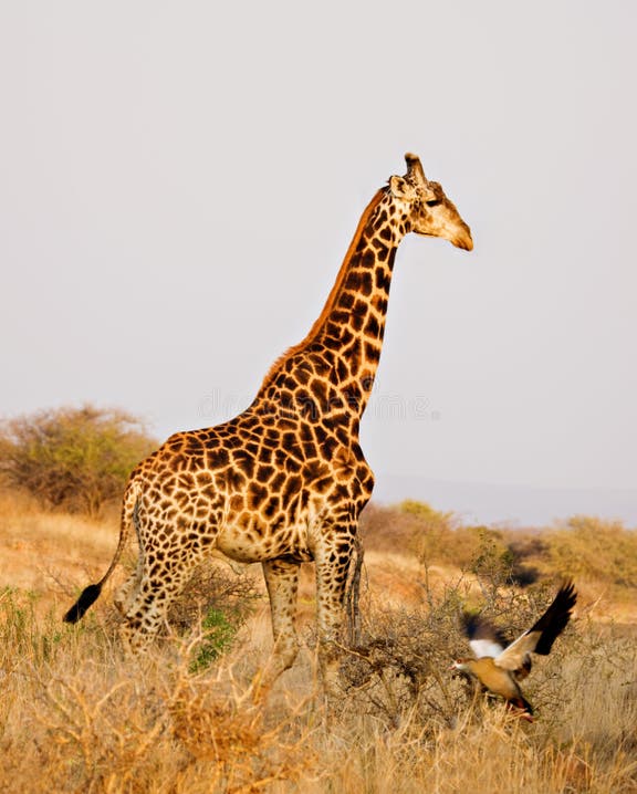 Giraffe stock photo. Image of egyptian, neck, herbivorous - 6385808