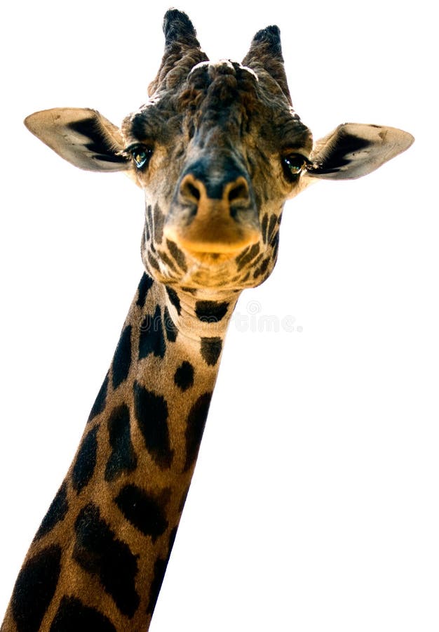 Giraffe foto de stock. Imagem de chifre, girafa, orelha - 6884278