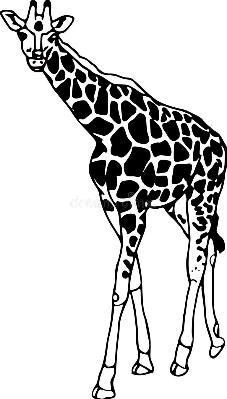Giraffe Legs Stock Illustrations – 610 Giraffe Legs Stock Illustrations ...