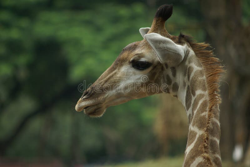 Giraffe foto de stock. Imagem de chifre, girafa, wildlife - 6962928