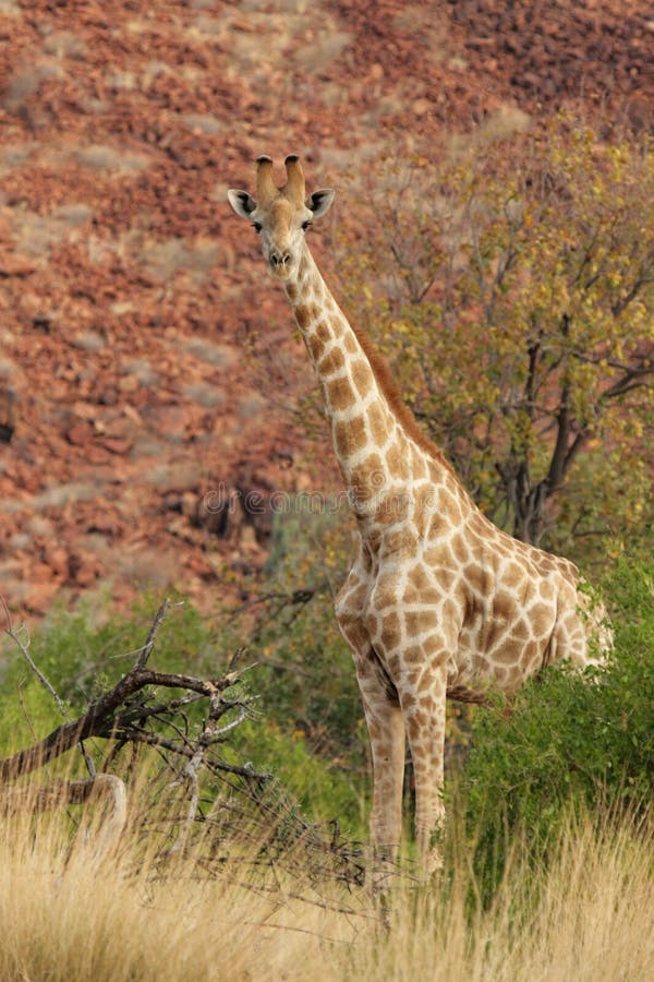 Giraffe stock photo. Image of looking, giraffe, ears - 12684542