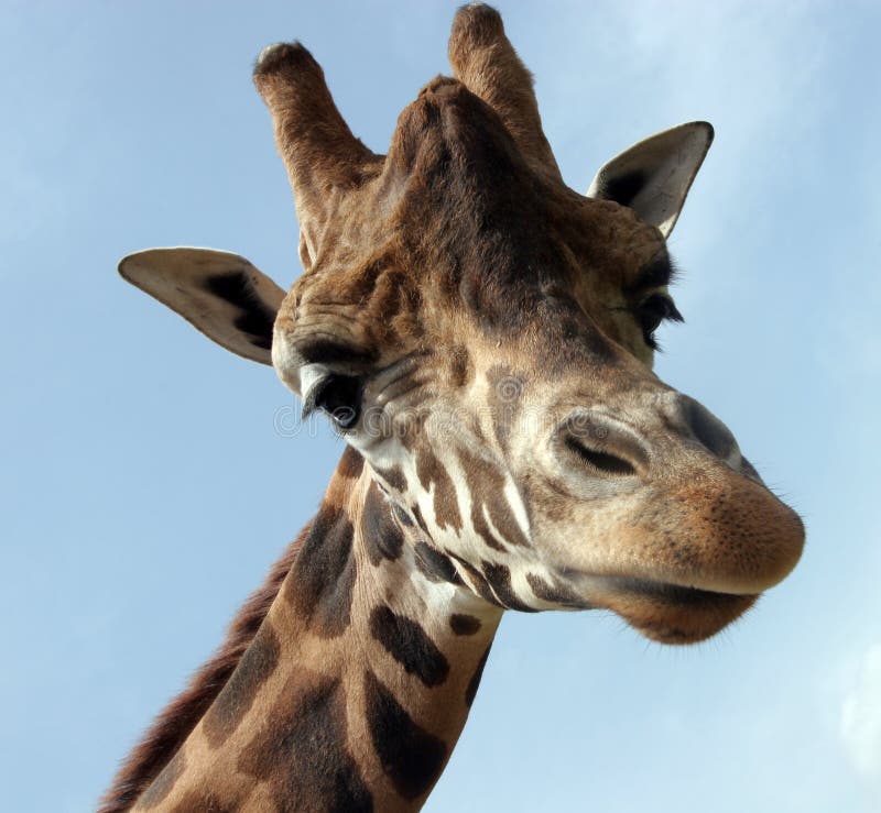 211 Sad Giraffe Stock Photos - Free & Royalty-Free Stock Photos from ...
